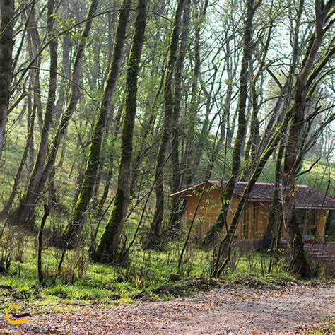 سفر به جنگل جوارم پردیسی زمینی در مازندران ره بال آسمان