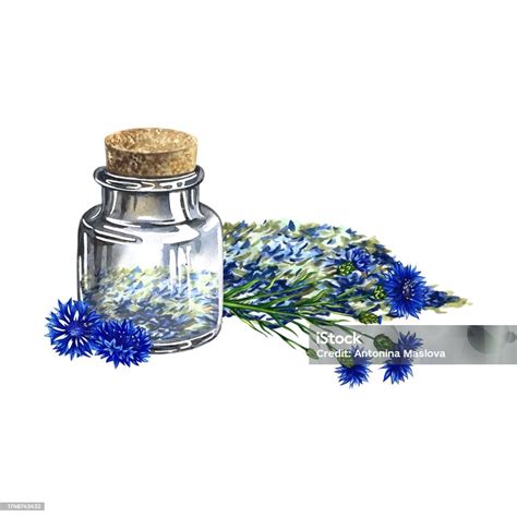 건조 짓 눌린 약초 수레 국화 말린 수레 국화 한 병 손으로 그린 수채화 그림 건강한 차와 약초 포장 레이아웃 라벨 메뉴 및 배너용 0명에 대한 스톡 벡터 아트 및 기타