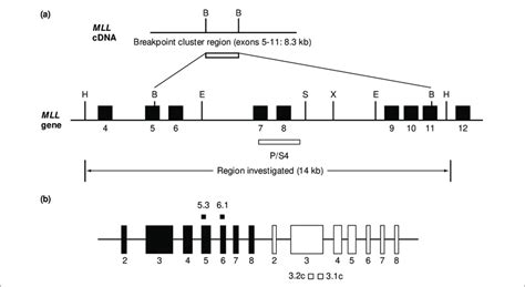 A Schematic Representation Of Partial Restriction Map Of The