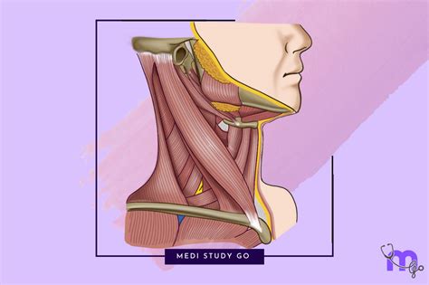 Sternocleidomastoid Muscle Anatomy Origin Insertion And Structure