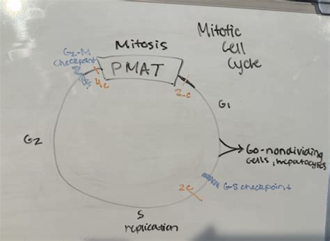 Genetics Quiz 1 Key Terms And Definitions In Biology Flashcards Quizlet