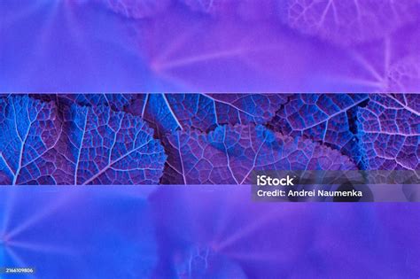 네온 배경에 젖빛 유리 Morphism 스타일 뒤에 식물의 자연 잎 형광등 초점이 흐려진 파란색 보라색 무광택 아크릴 플레이트