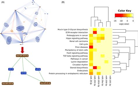 Functional Enrichment Analysis Using In Silico Databases A The