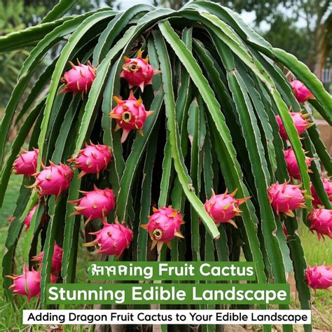 Dragon Fruit Cactus Stunning Edible Landscape Foliar Garden