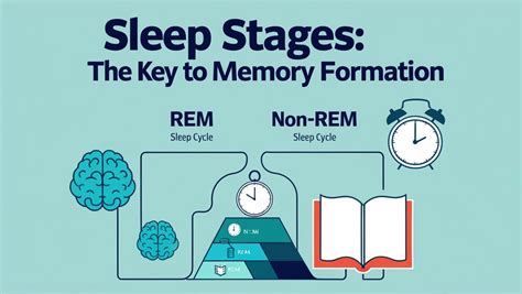 How Sleep Influences Learning And Memory Consolidation Best Learning