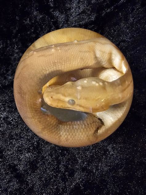 Ball Python Globe Etsy