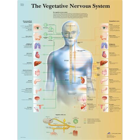The Vegetative Nervous System Chart Sem Trainers