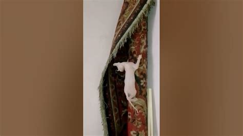 Funny Cats Розваги на килимі Youtube