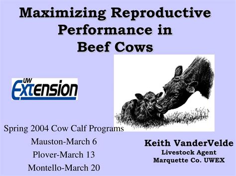Ppt Maximizing Reproductive Performance In Beef Cows Powerpoint