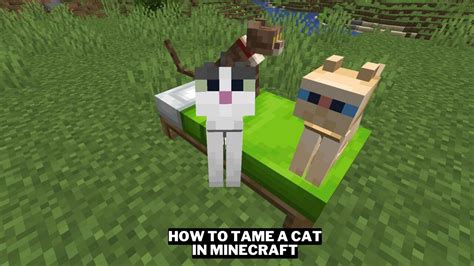 How To Tame A Cat In Minecraft How To Tame A Cat In Minecraft