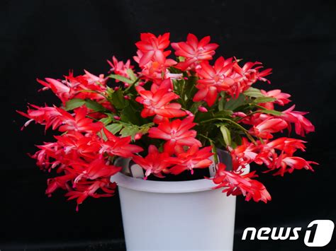 경기농기원 게발선인장 신품종 개발 평가회 개최