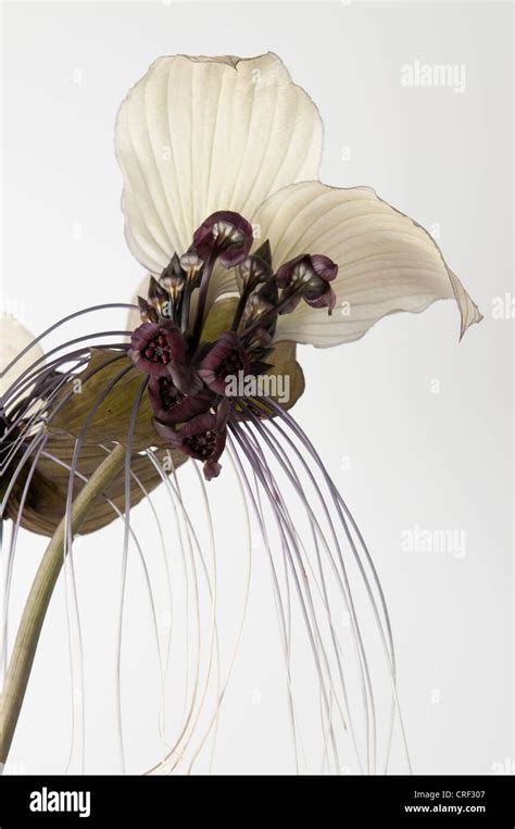 Tacca Integrifolia Or White Bat Flower On White Background Sometimes