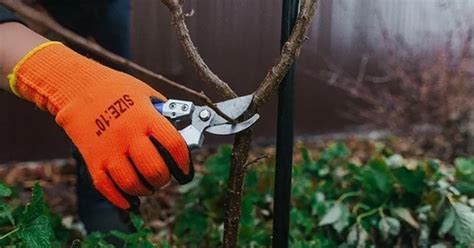 Autumn Pruning Of Trees And Shrubs Essential Guidelines Gardener Guidebook