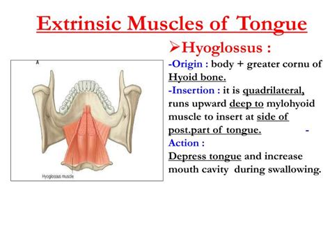 Ppt The Mouth Powerpoint Presentation Id693127