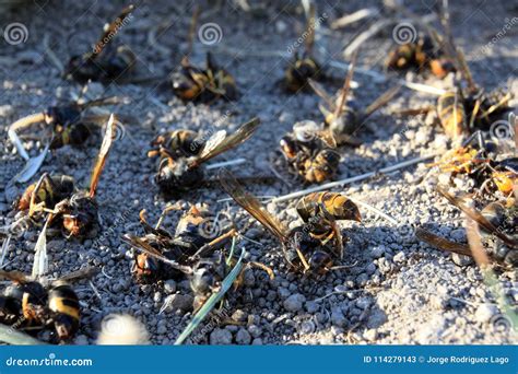 Dead Asian Wasps Stock Image Image Of Predator Nest 114279143