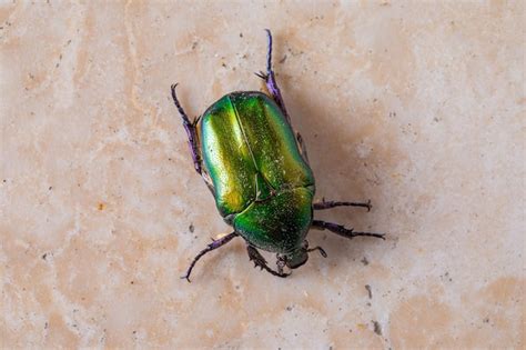 Escarabajo Verde Metálico De Cetonia Dorada Sobre Suelo De Mármol