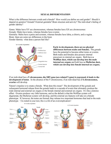 Sexual Differentiation 2018 Sexual Differentiation What Is The