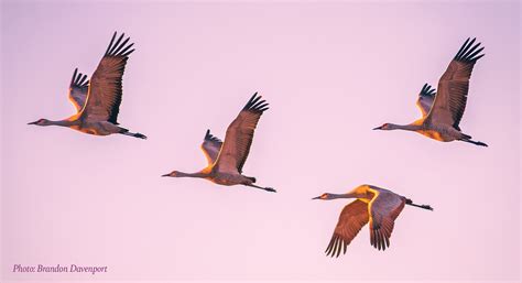 Its Spring And The Sandhill Cranes Are Back Prepare To Be Dazzled