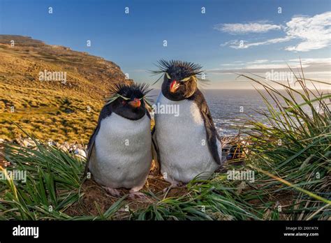 Adult Southern Rockhopper Penguins Eudyptes Chrysocome At Breeding