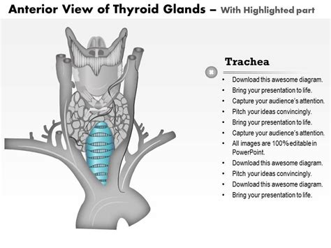 Top 10 Thyroid Powerpoint Presentation Templates In 2025