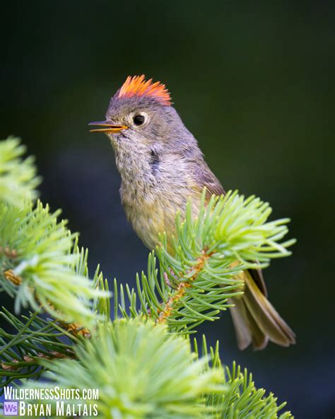 Ruby Crowned Kinglet Crested Butte Colorado Wildernessshots Photography