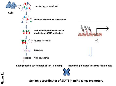 Ppt Read Genomic Coordinates Of Stat3 Binding Powerpoint Presentation Id 6878847
