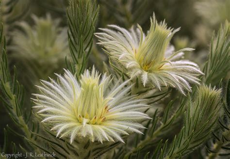 Phyllica Pubescens John Leathwick Flickr