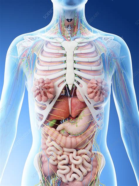 Anatomy Picture - Infoupdate.org