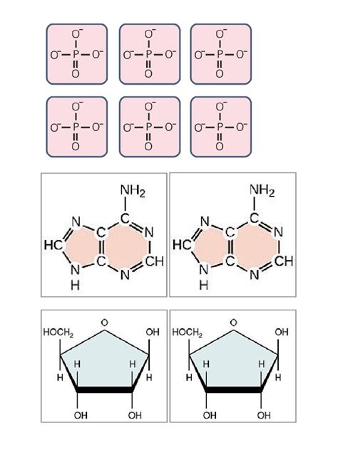 Patterns For Lab Activity 7 Cell Energy Atp Pdf