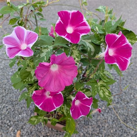 朝顔の種 ピンク色2種類 20粒 日本朝顔 花の種 花の苗の通販 By きららs Shop｜ラクマ