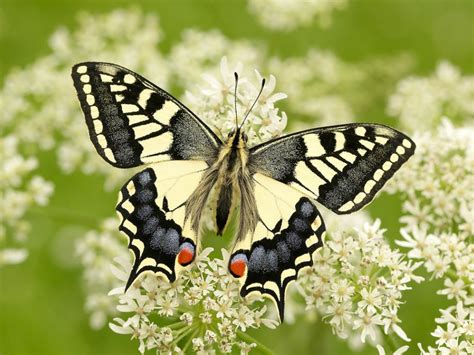 Swallowtail Butterfly Conservation