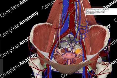 Inferior Mesenteric Nodes Complete Anatomy