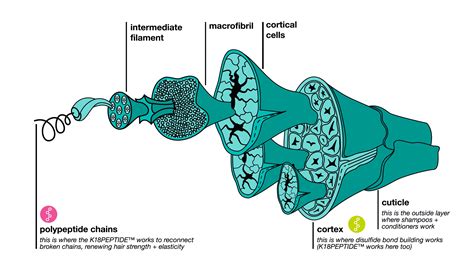 What Does Biology First Mean K18