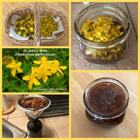 Process Of Plant Infusion