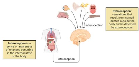 13 4 What Is The Contribution Of Brain Structures In Emotional States
