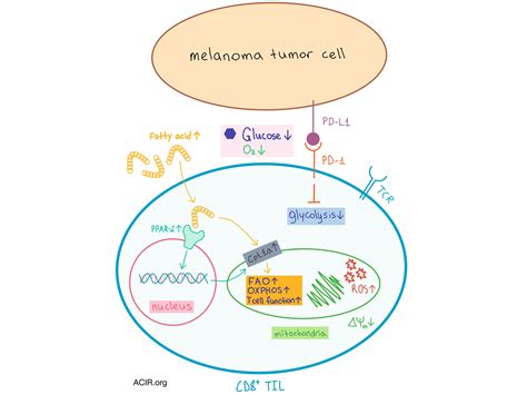 Enhancing CD T Cell Fatty Acid Catabolism Within A Metabolically Challenging Tumor