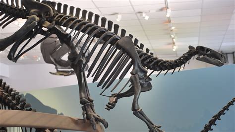 Allosaurus Fossil