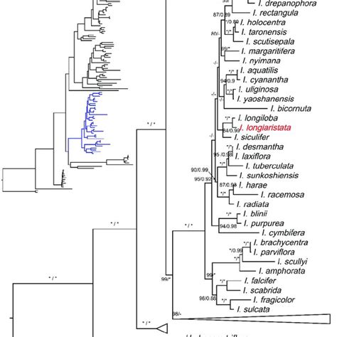 Phylogenetic Tree Based On A Combined Dataset Of Nrits And Plastid