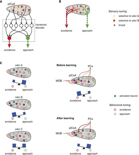 Population Coding In An Innately Relevant Olfactory Area Neuron
