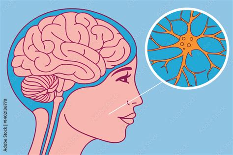 73 Medical Illustration Human Brain Anatomy Neuron Synapse Close Up Cross Section View