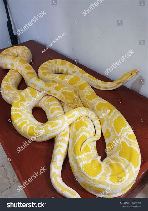 Adult Albino Burmese Python Model Stock Photo Shutterstock