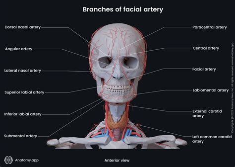 Facial Artery Branches