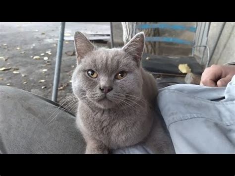 ШОТЛАНДСЬКИЙ КІТ 🐈 ВІДПОЧИВАЄ ОСІННІМ ДНЕМ! - YouTube