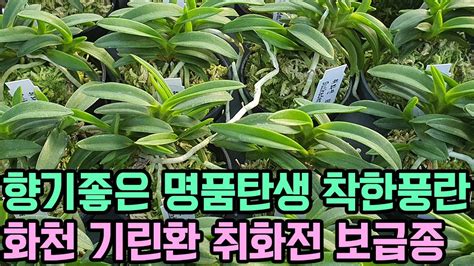 향기좋은 명품탄생 착한풍란 화천 기린환 취화전 보급종 풍란부귀란 꽃밭에서 난원 난테크 재테크 식테크 초특가 춘란 Orchid 반려식물 명품풍란 정원 초록 농부