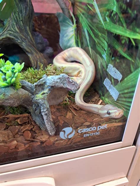 Assorted Pied Ball Python By Ppg2009 On Deviantart