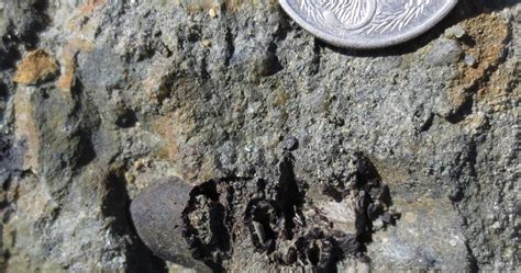 Dinosaur Dreaming Ornithopod Jaw