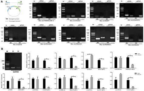 Identification Of Circrna Associated Cerna Networks Involved In Milk Fat Metabolism Under Heat