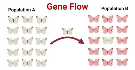 Gene Flow Example