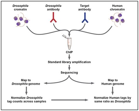 ChIP Seq Spike In Normalization Strategy