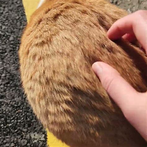 길냥이 궁디 팡팡😻 Youtube